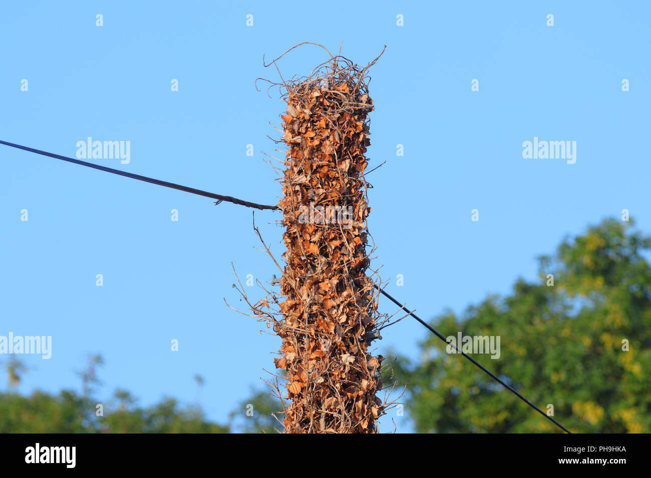 Telegraph pole hi-res stock photography and images - Alamy