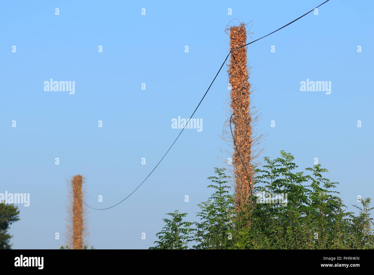 Pole covered in ivy hi-res stock photography and images - Alamy