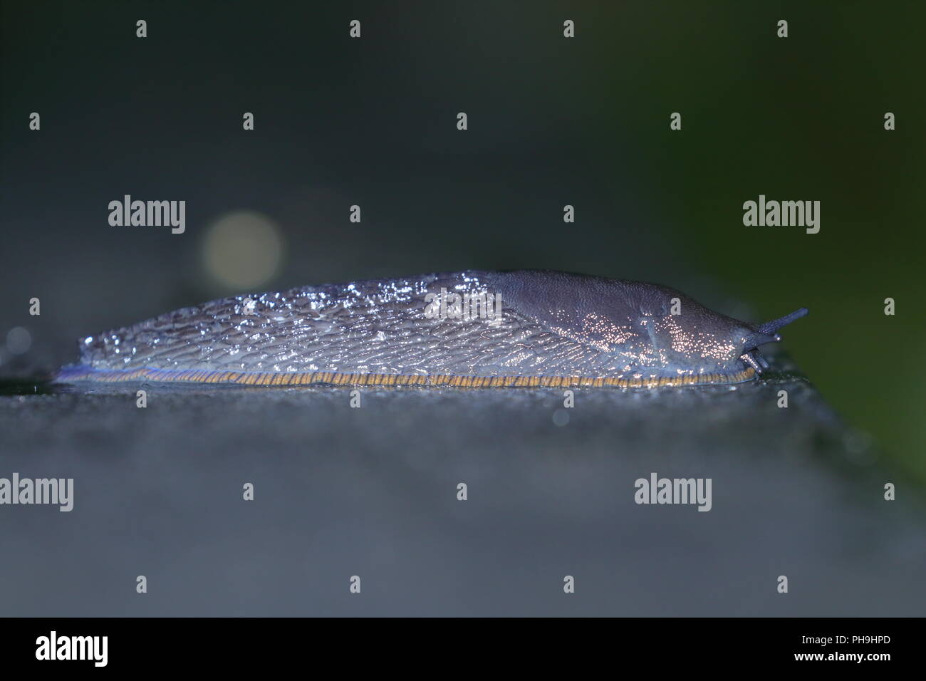 Slug close up hi-res stock photography and images - Alamy