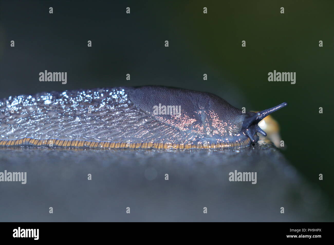 A large Slug slides along the top of a wooden fence at RSPB Fairburn ...