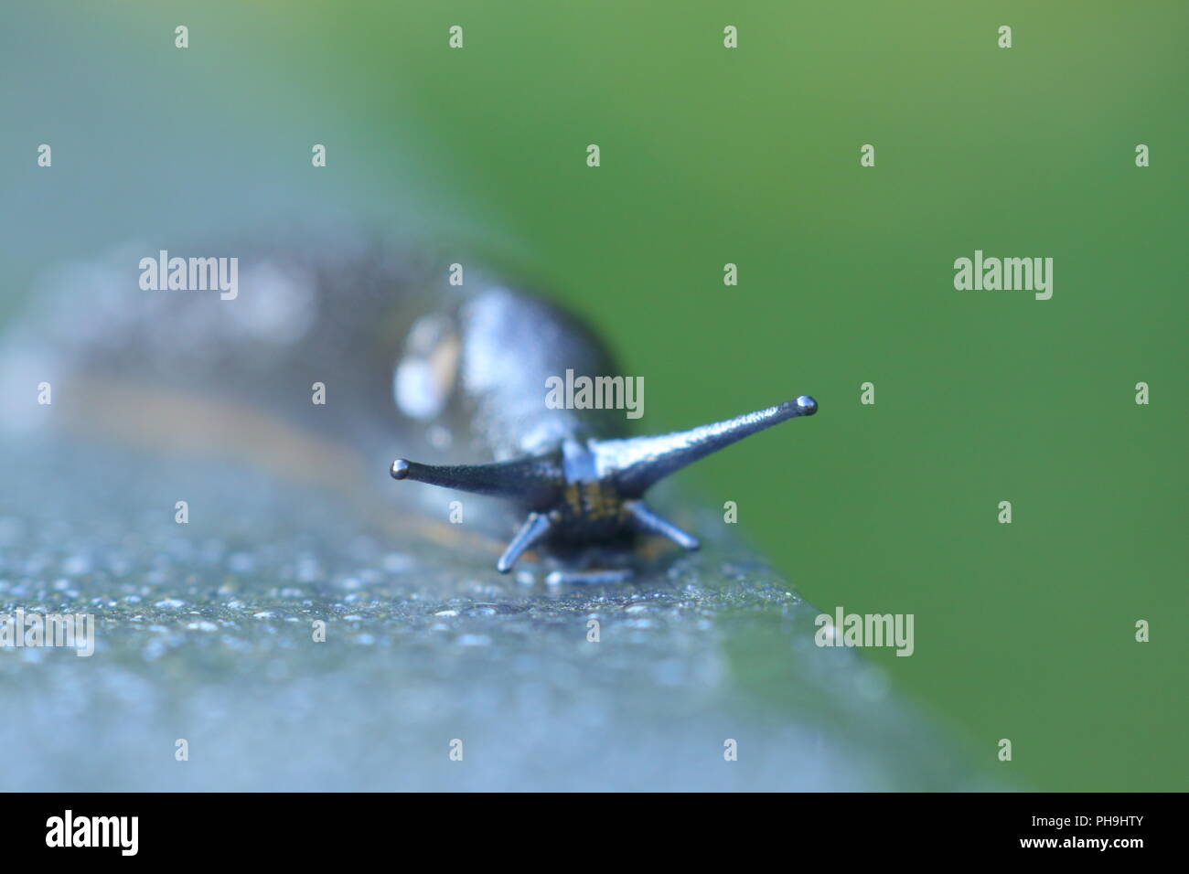 A large Slug slides along the top of a wooden fence at RSPB Fairburn ...