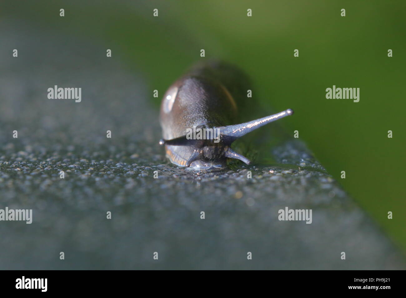 A large Slug slides along the top of a wooden fence at RSPB Fairburn ...