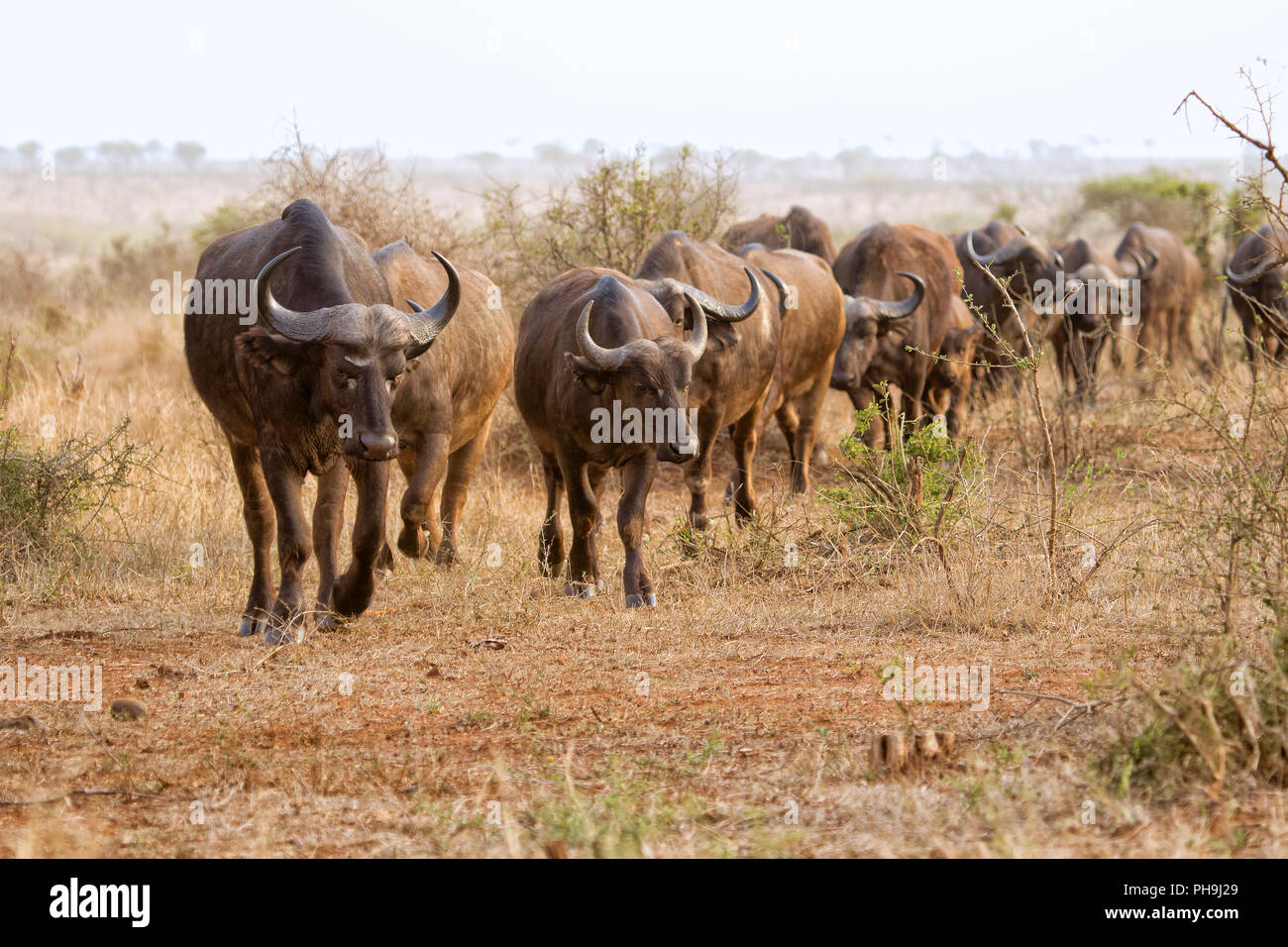 Buffaloes hi-res stock photography and images - Alamy