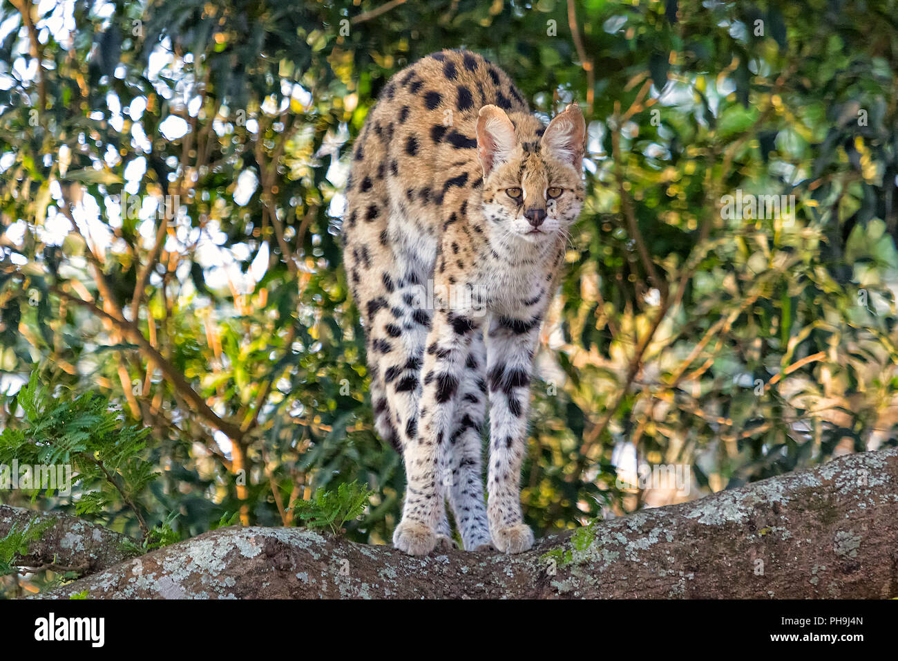 Serval Cat Tree High Resolution Stock Photography and Images - Alamy