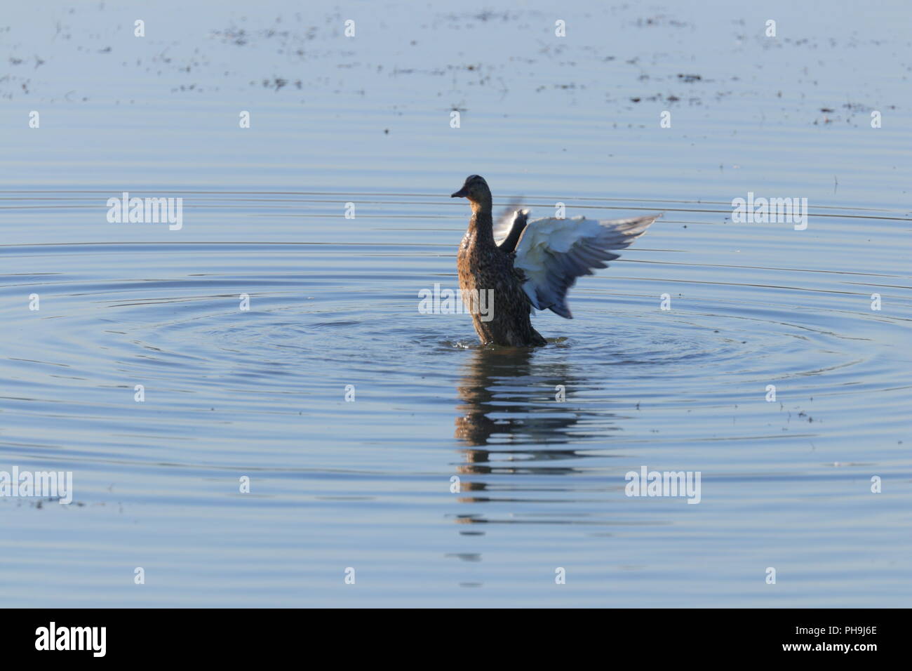 A female Mallard flaps it's wings in a lake at Fairburn Ings after ...
