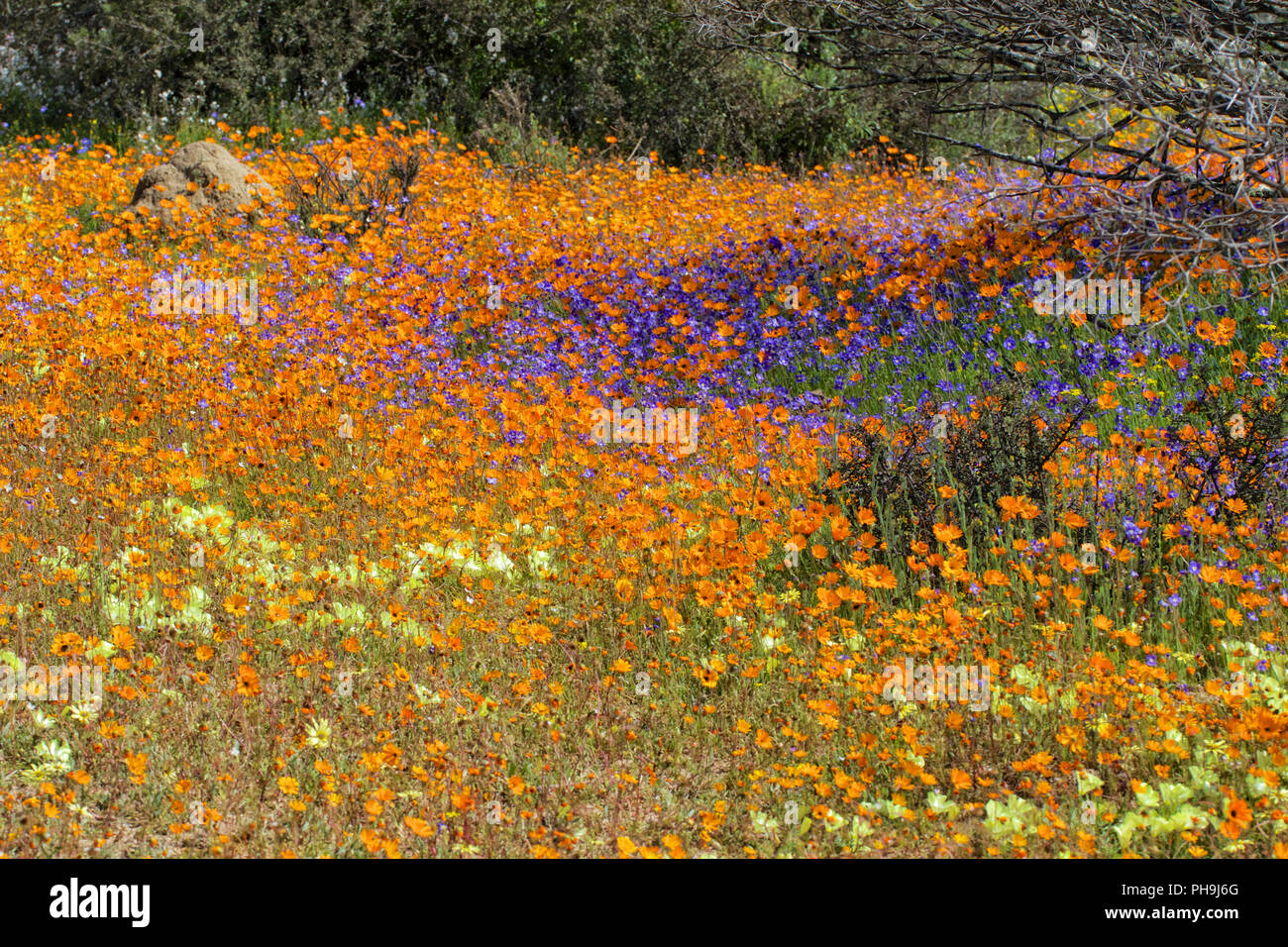 Namaqua wild flowers hi-res stock photography and images - Alamy