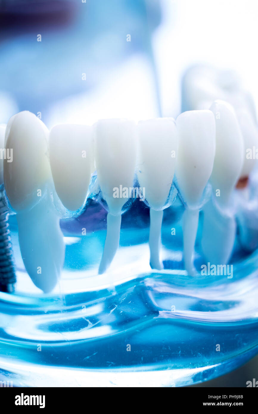 Dentist dental teeth teaching model showing each tooth and gum for ...