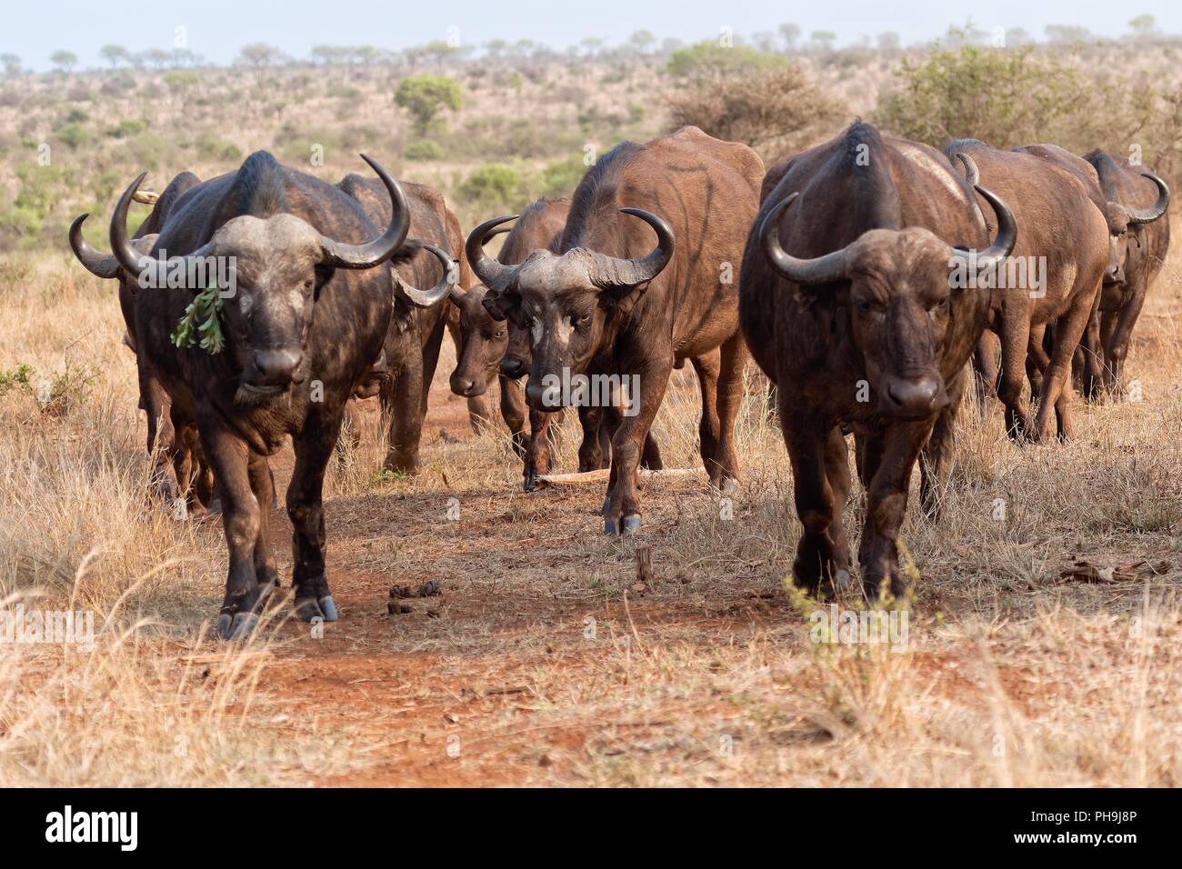 Buffaloes hi-res stock photography and images - Alamy