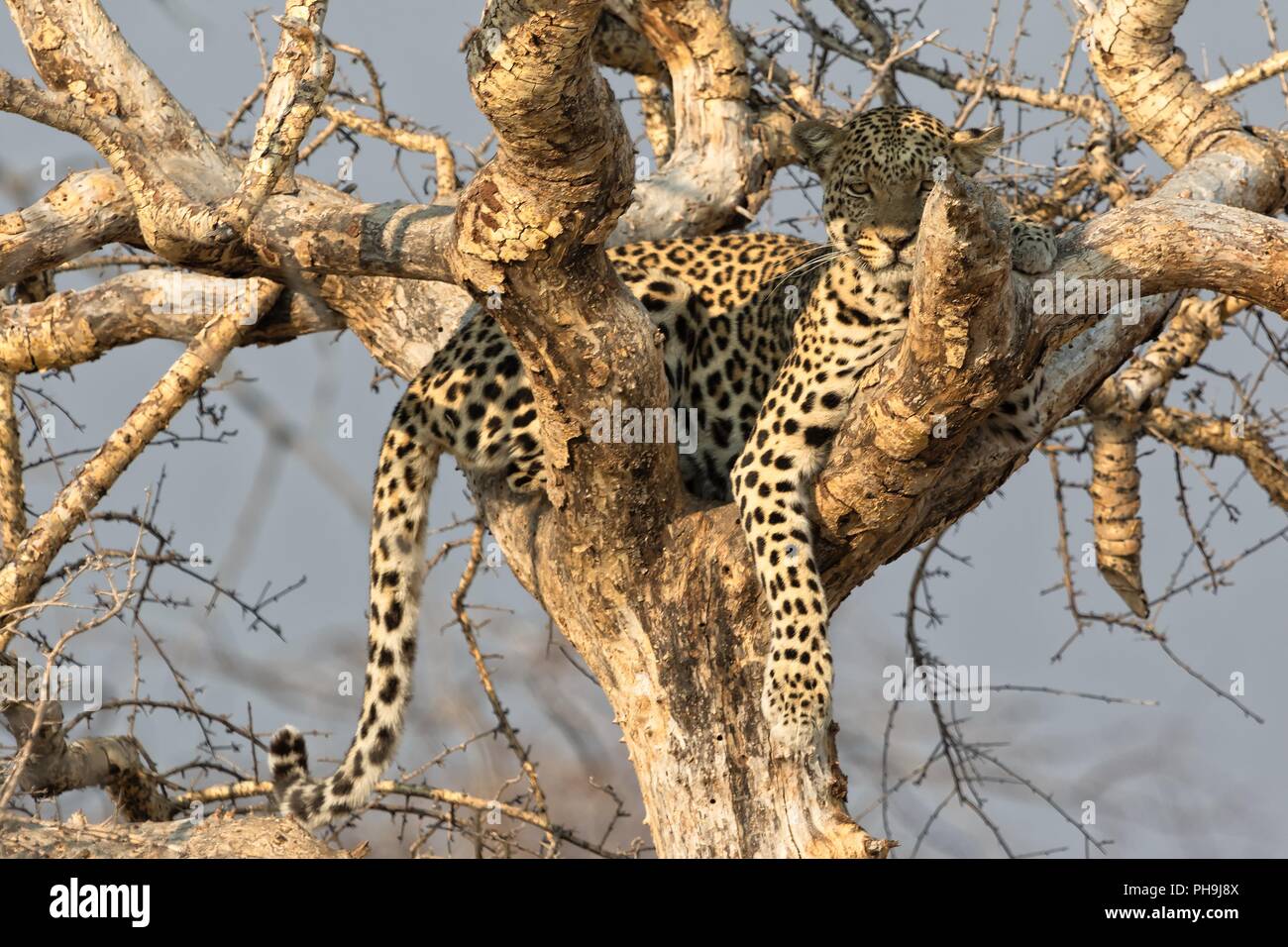 leopard having rest in namibia Stock Photo - Alamy