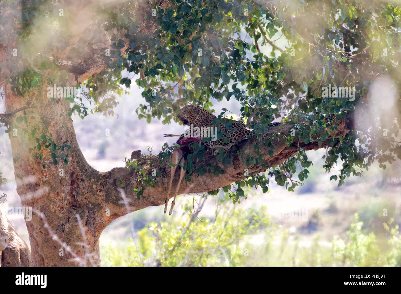 leopard with an impala in a tree Stock Photo - Alamy
