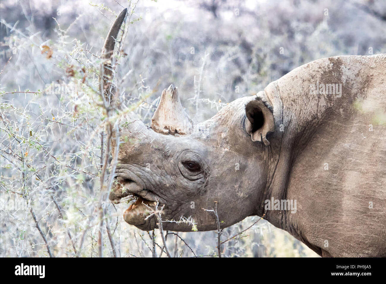 Huge rhino hi-res stock photography and images - Alamy
