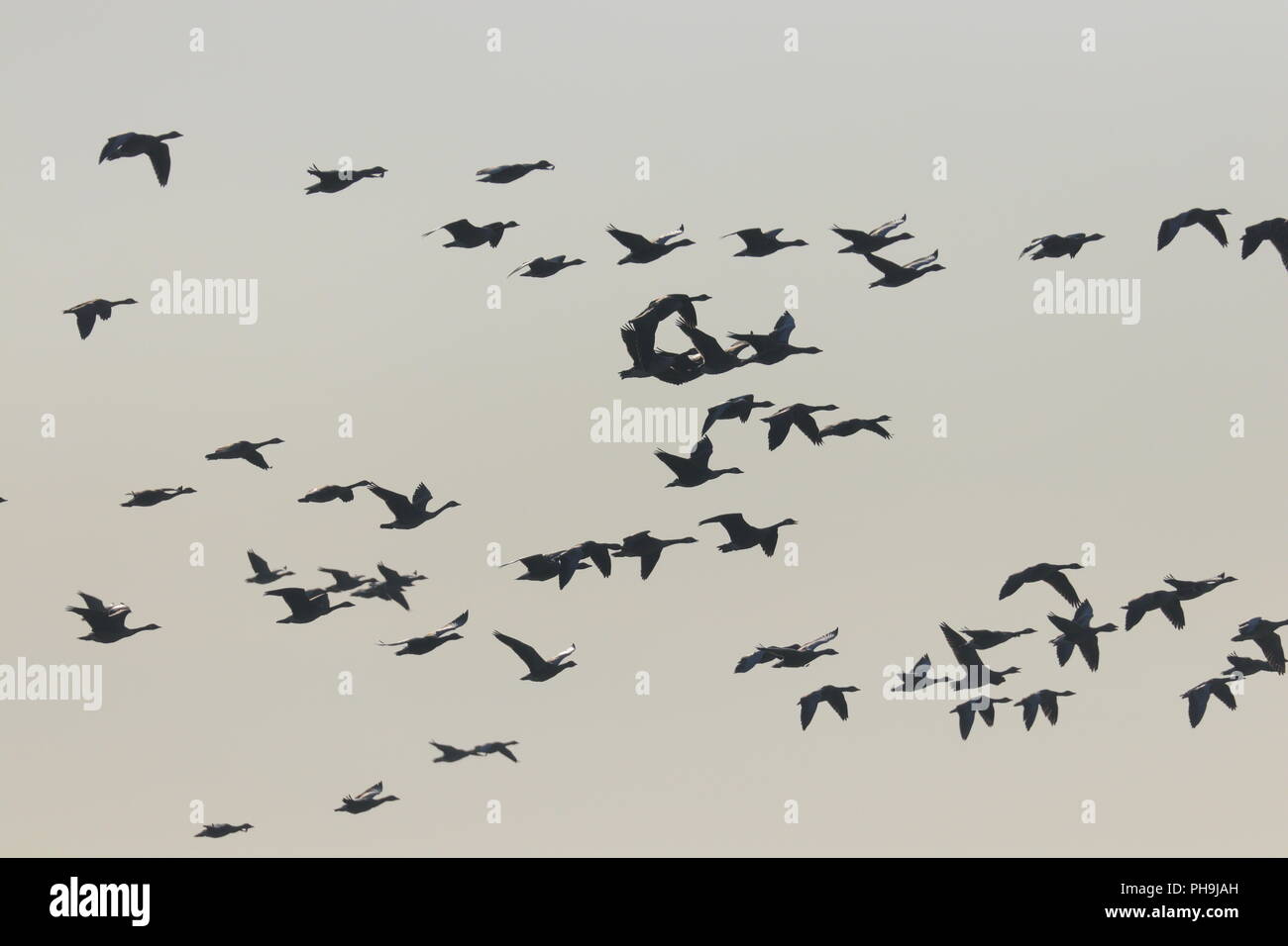 Gaggle of geese in flight over RSPB Fairburn Ings Stock Photo - Alamy