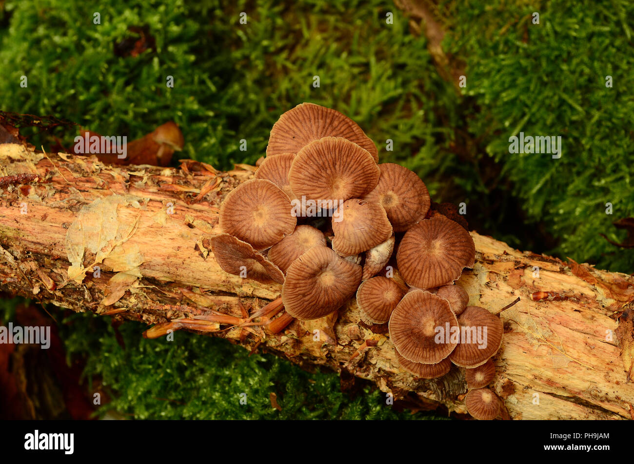 Knoblauchschwindling hi-res stock photography and images - Alamy