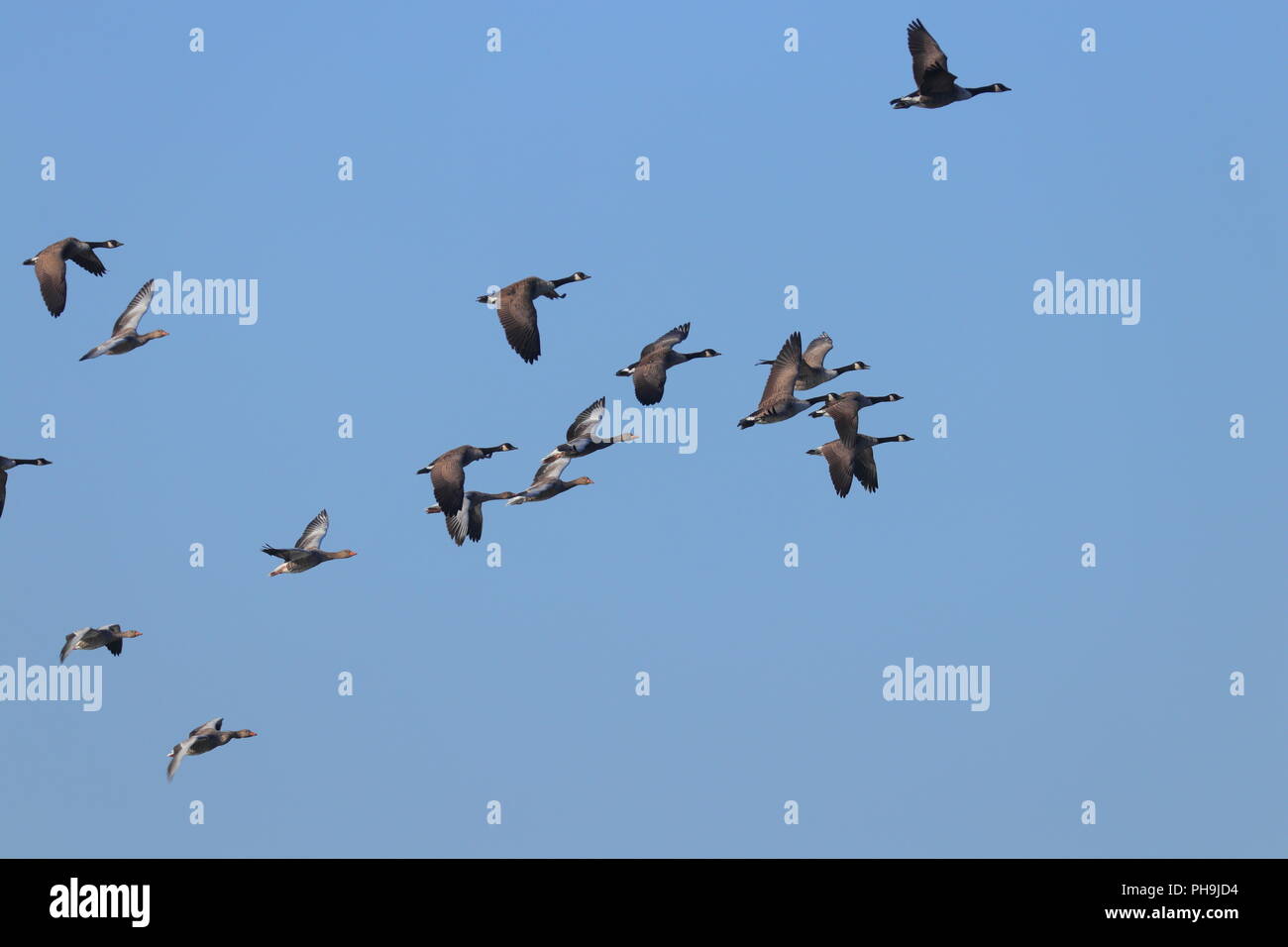 Gaggle of geese in flight over RSPB Fairburn Ings Stock Photo - Alamy