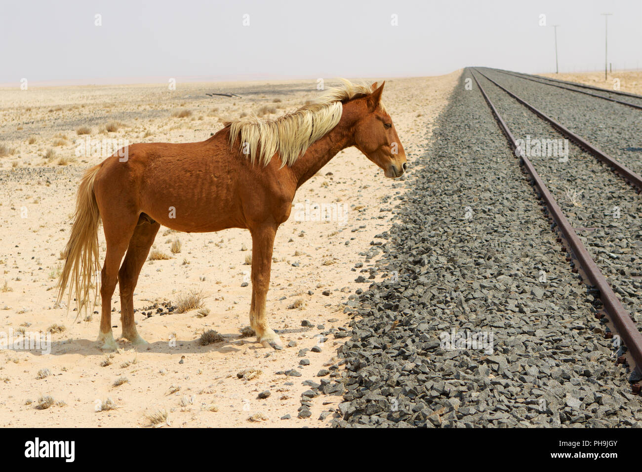 wild horse garub namibia Stock Photo - Alamy