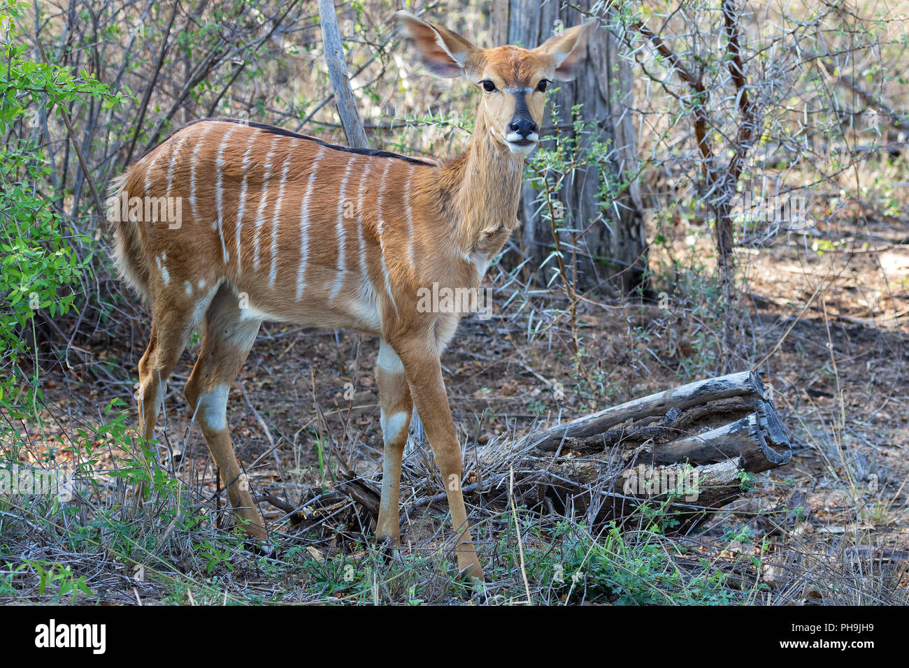 Nyala Tree High Resolution Stock Photography and Images - Alamy