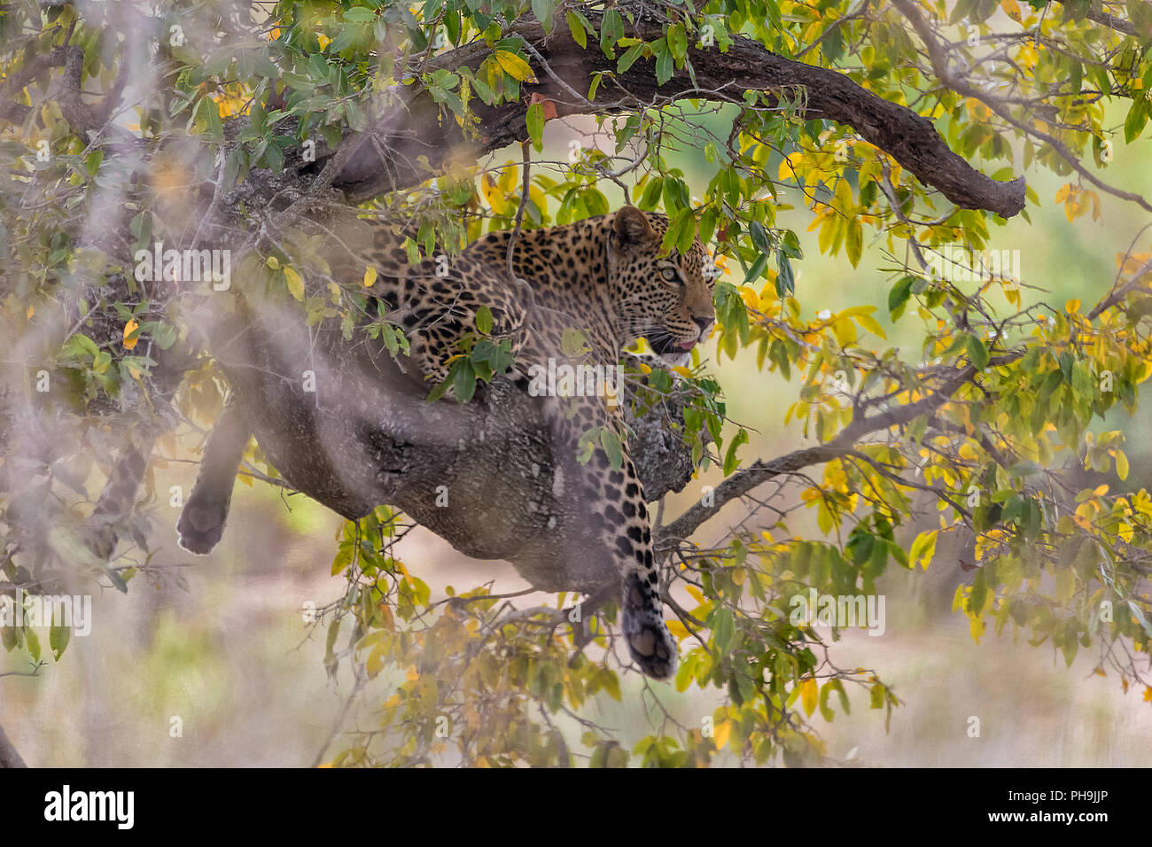 leopard in a tree at kruger national park Stock Photo - Alamy