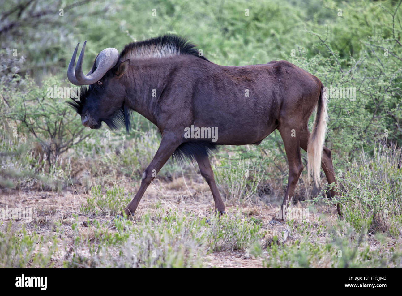 black wildebeest namibia Stock Photo - Alamy