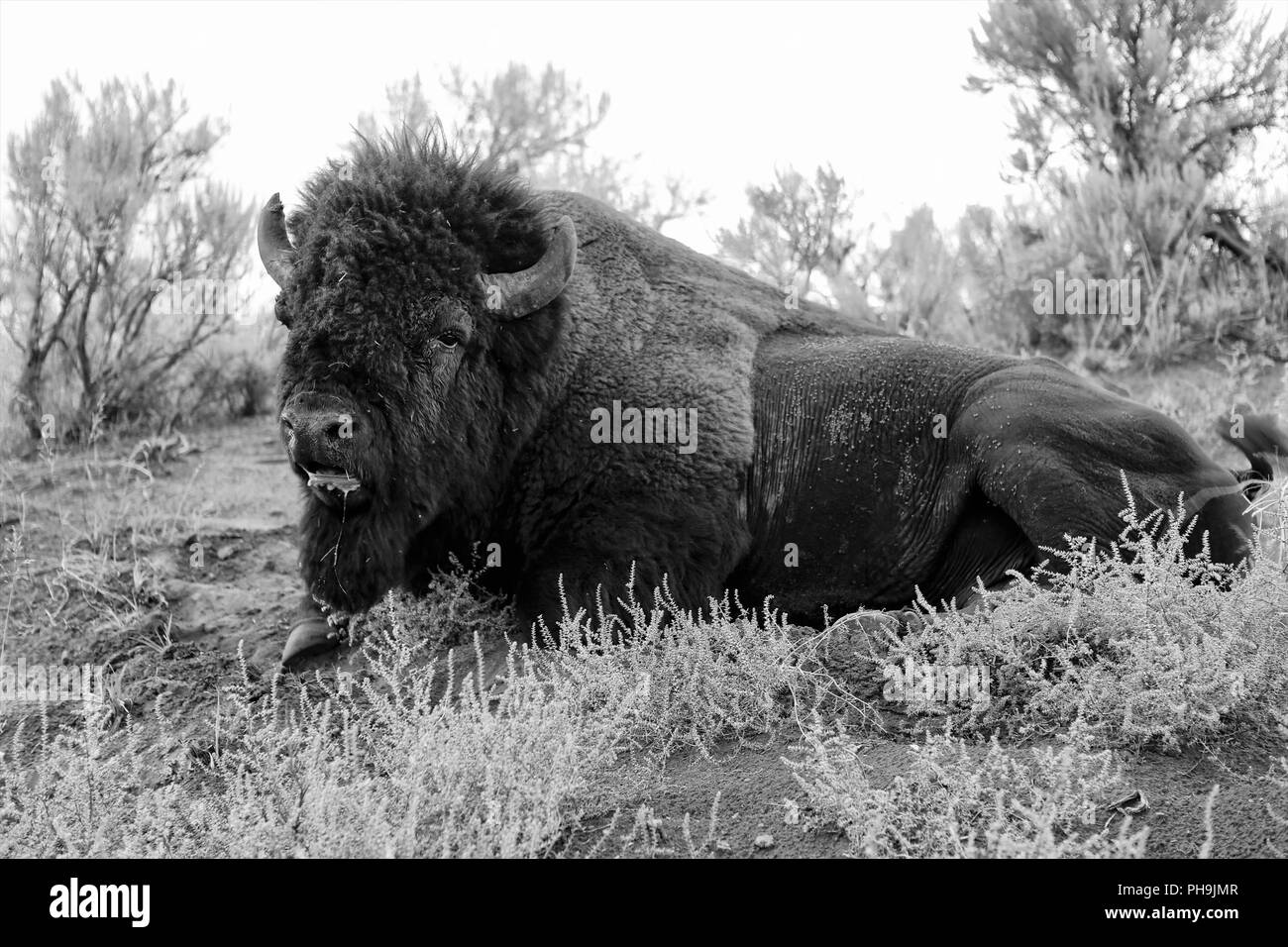 big bison yellowstone Stock Photo - Alamy