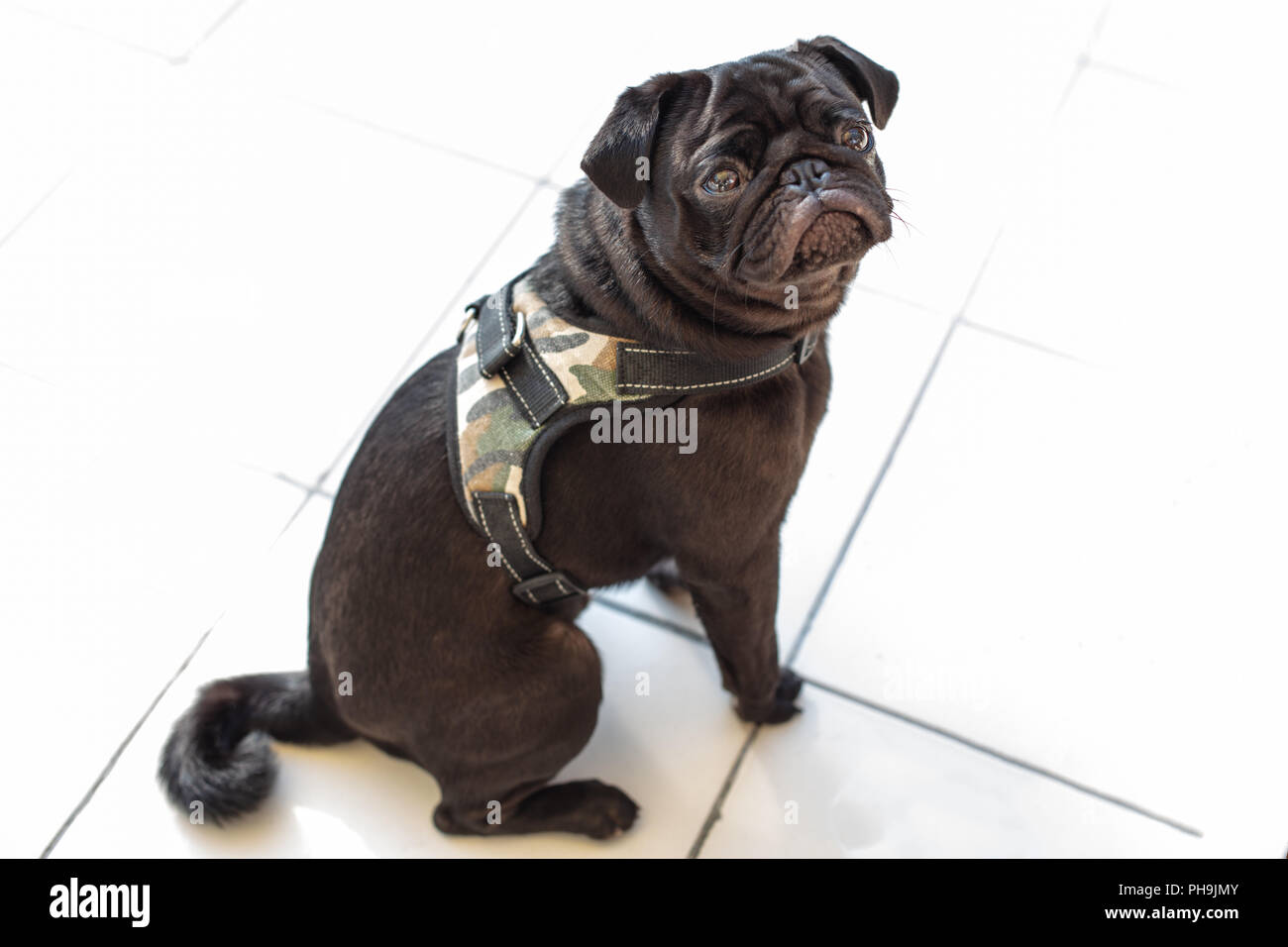 Black Dog Rear View High Resolution Stock Photography and Images - Alamy