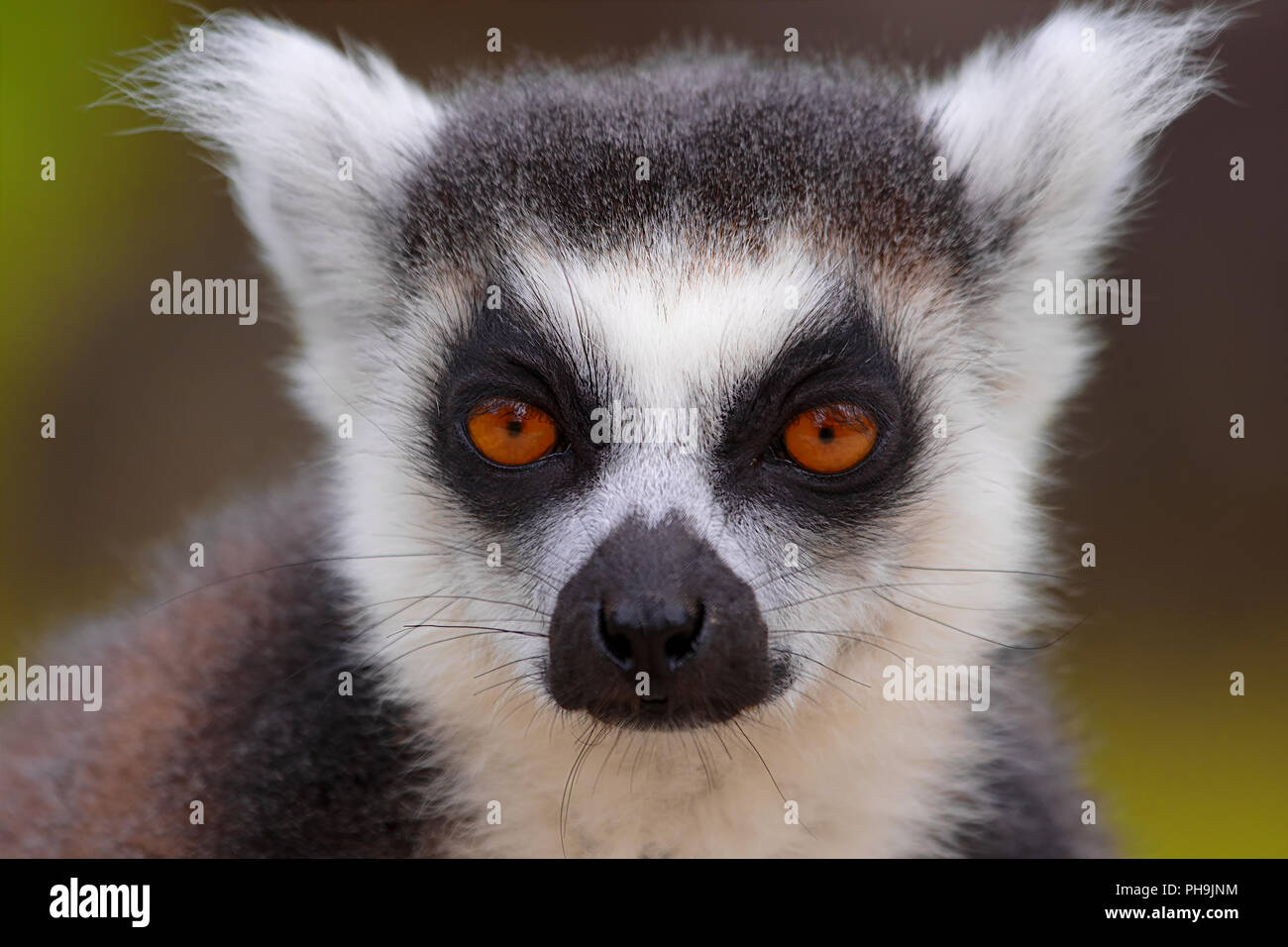 lemurien in madagascar Stock Photo - Alamy