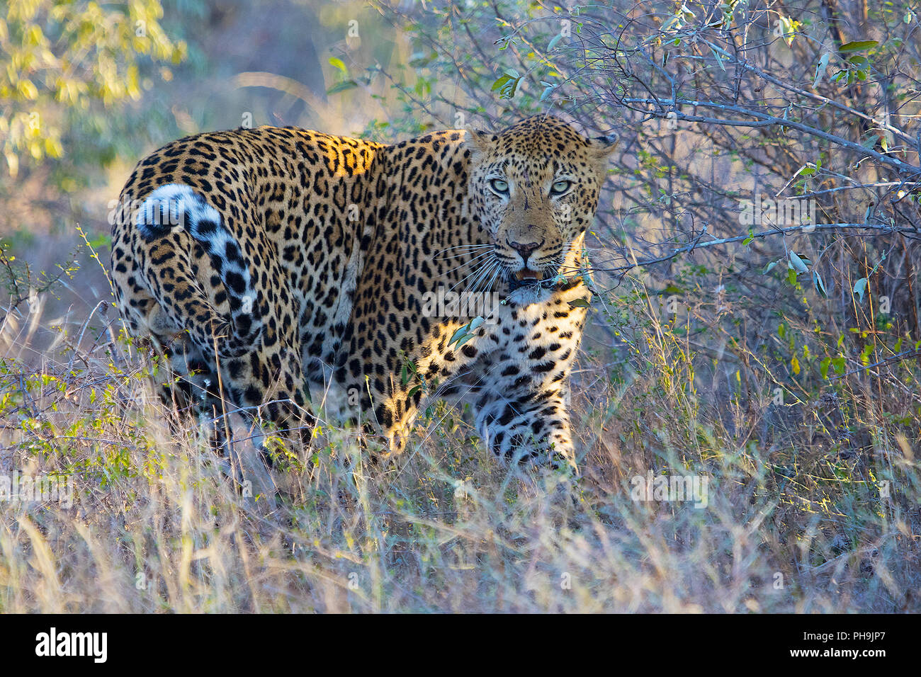 leopard at kruger national park Stock Photo - Alamy