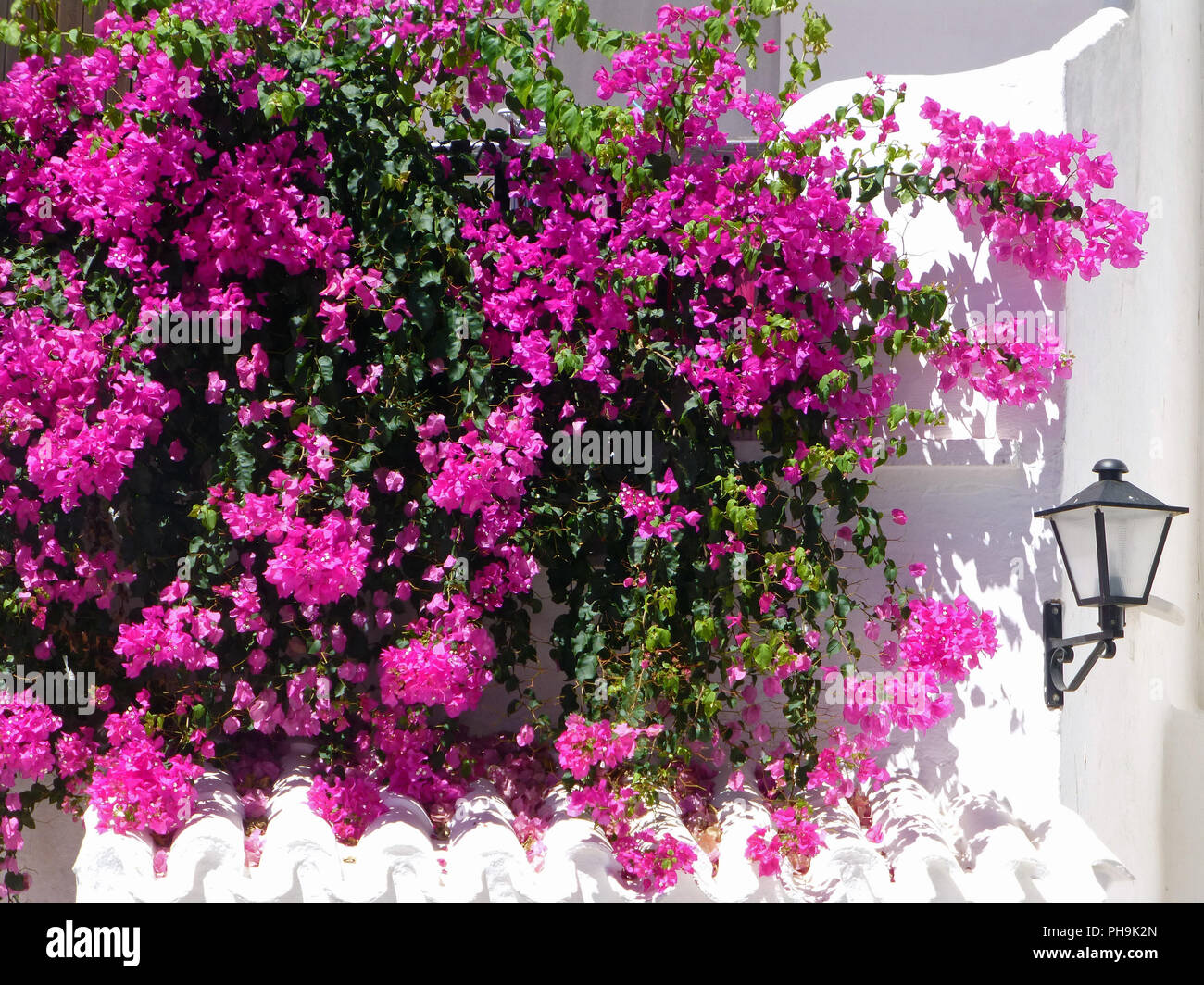 Menorca Flowers High Resolution Stock Photography and Images - Alamy
