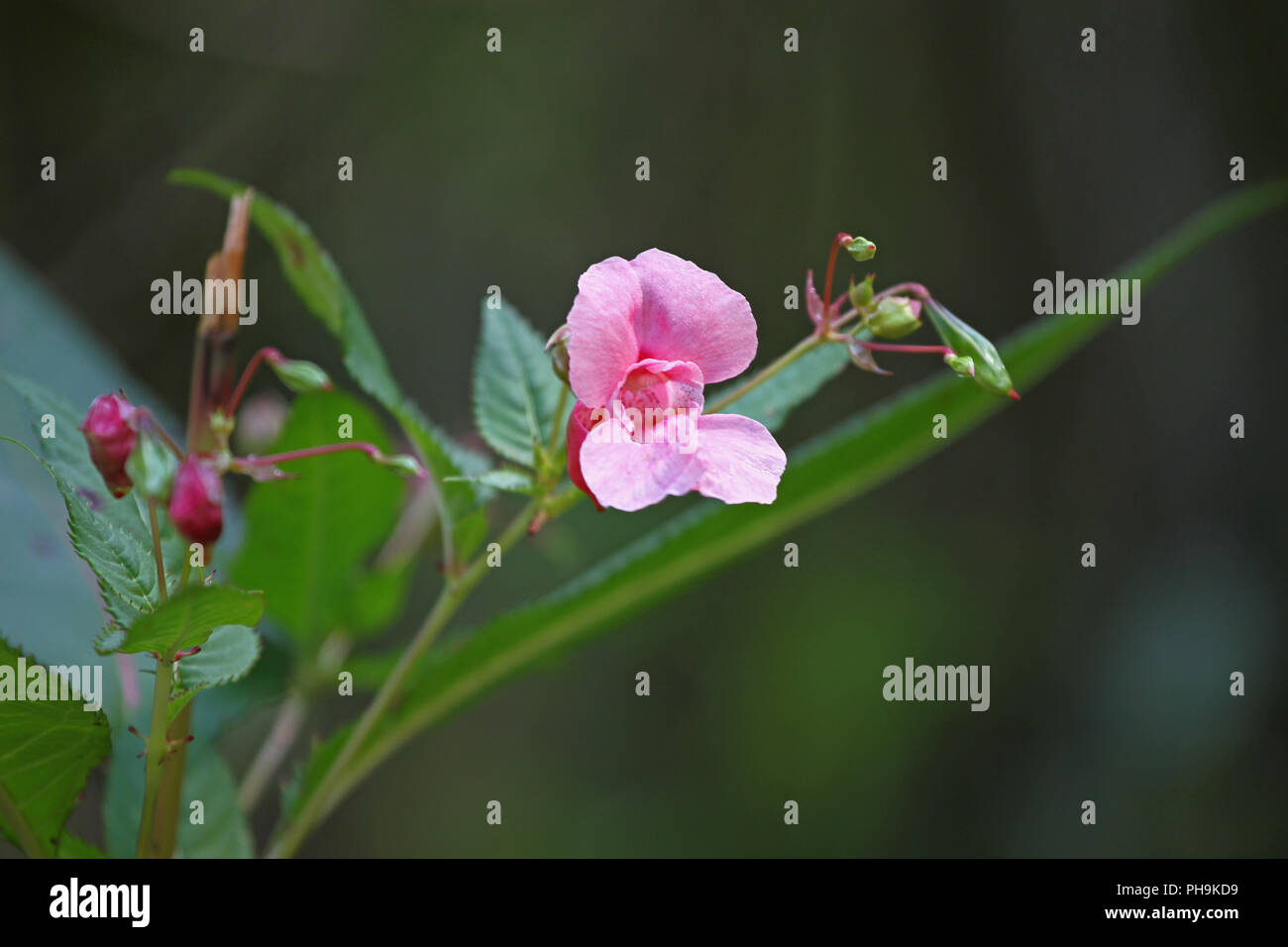 Jewelweed stem hi-res stock photography and images - Alamy