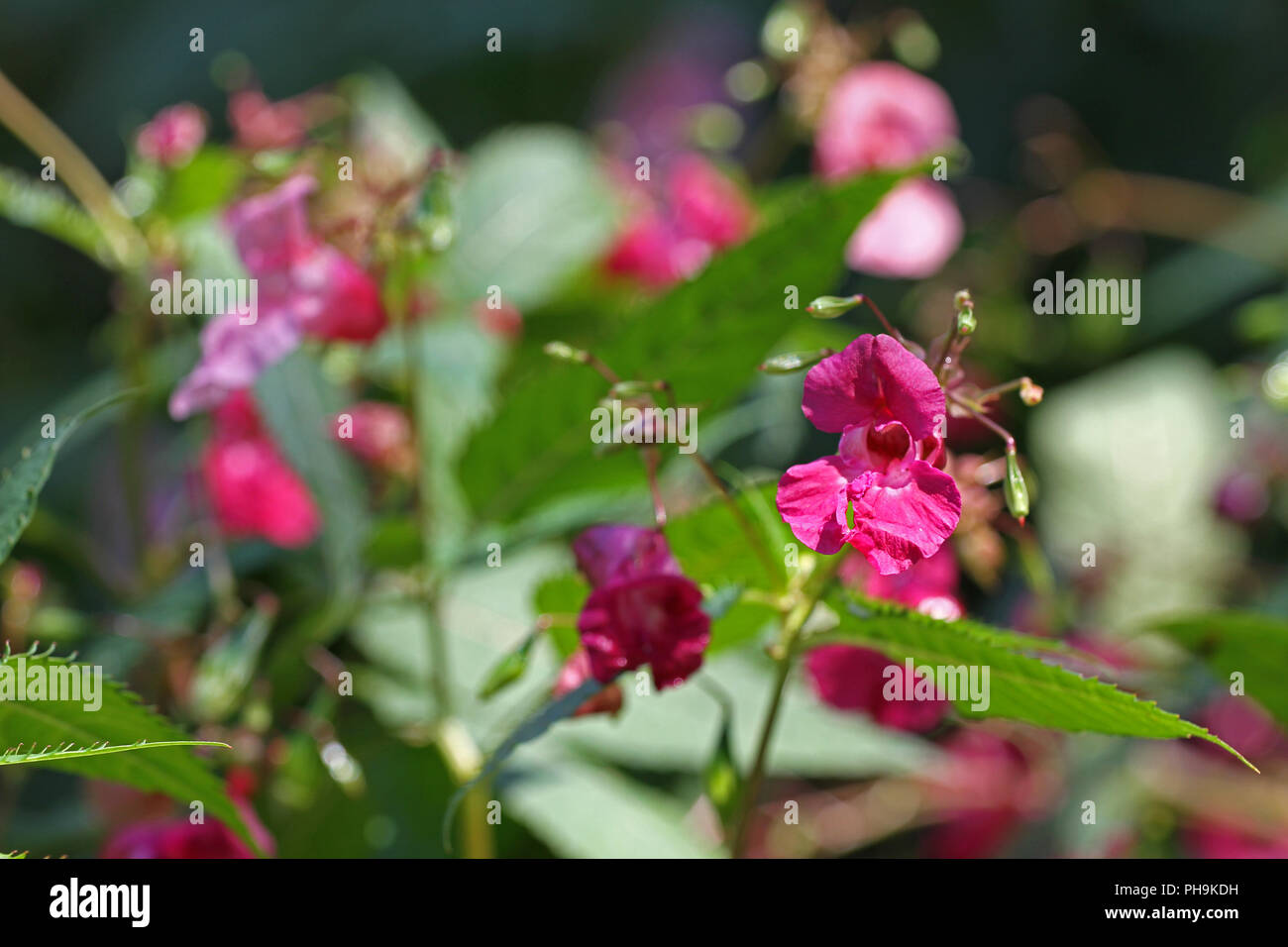 Purple jewelweed impatiens glandulifera hi-res stock photography and ...