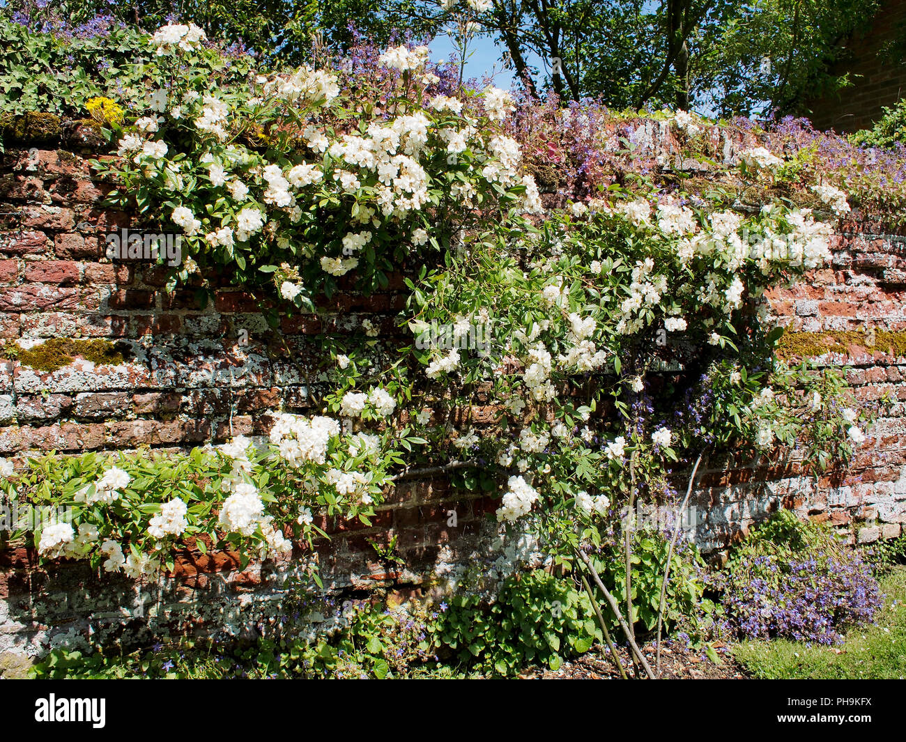 Part of the stunning gardens created by the late John Hedgecoe at his ...