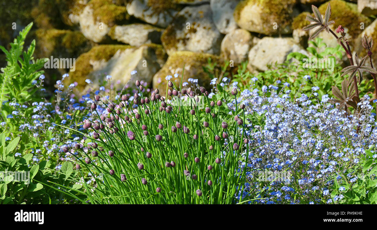 Immature buds hi-res stock photography and images - Alamy