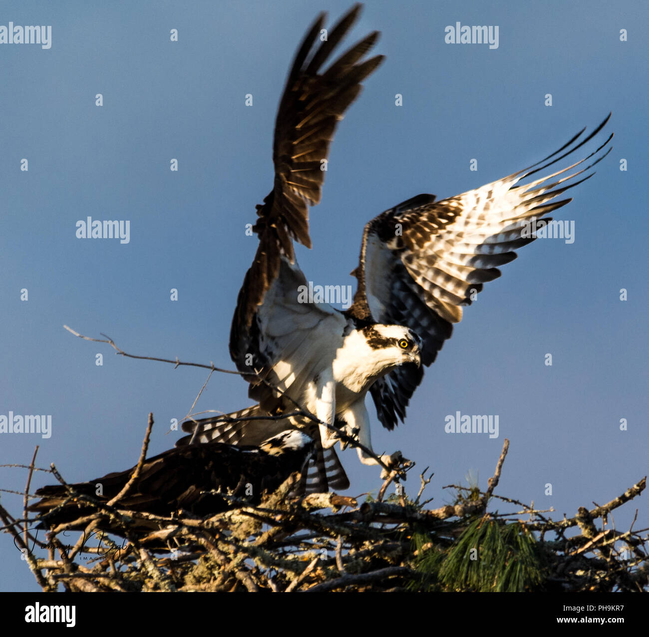 Osprey Flying Blue Sky Stock Photo - Alamy
