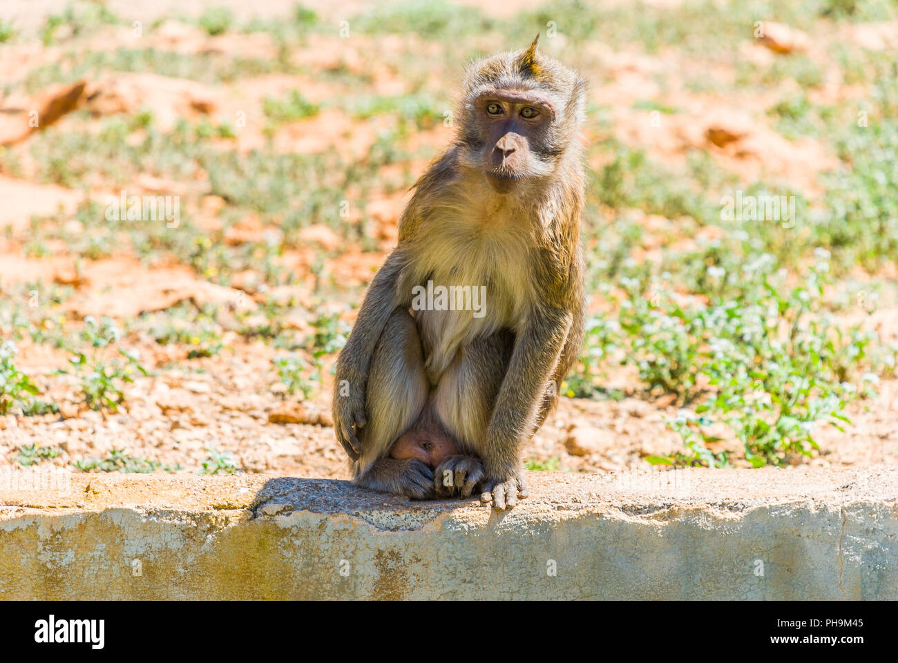 Little Monkey, Spain Stock Photo - Alamy