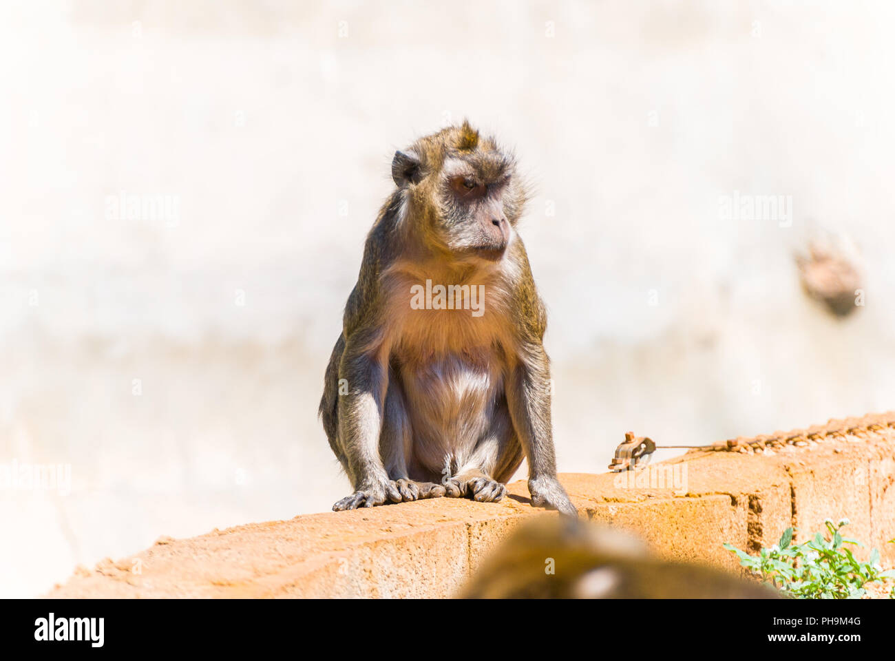 Little Monkey With Big Monkey High Resolution Stock Photography and ...