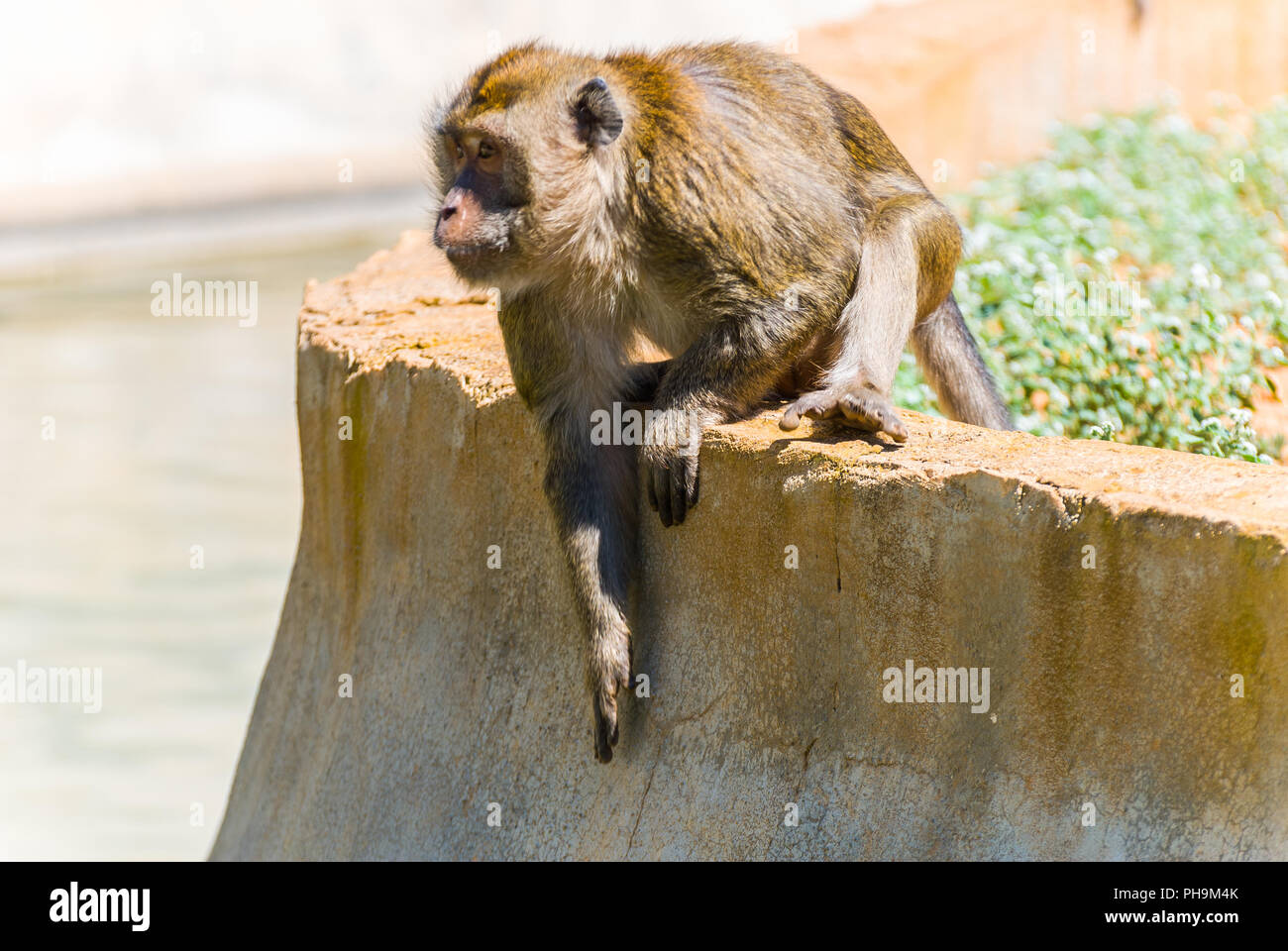 Little Monkey With Big Monkey High Resolution Stock Photography and ...