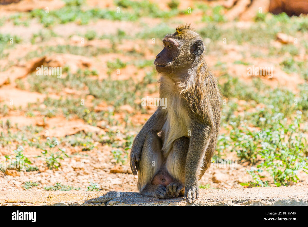 Little Monkey With Big Monkey High Resolution Stock Photography and ...