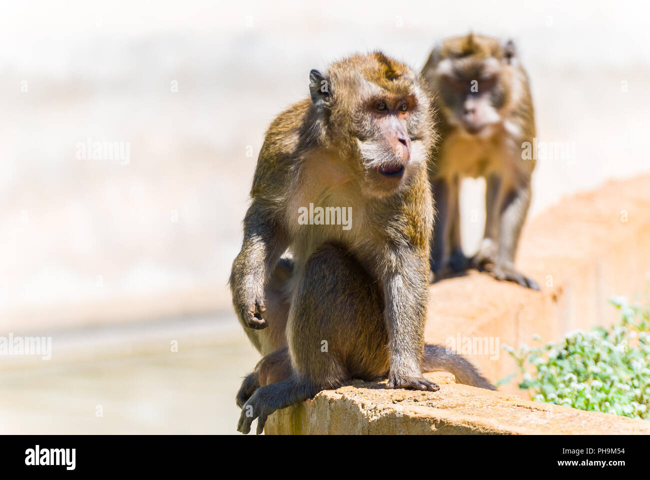 Little Monkey With Big Monkey High Resolution Stock Photography and ...