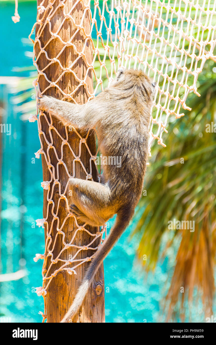 little monkey in the zoo Stock Photo - Alamy