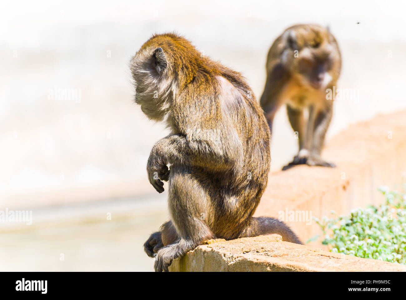 Little Monkey With Big Monkey High Resolution Stock Photography and ...