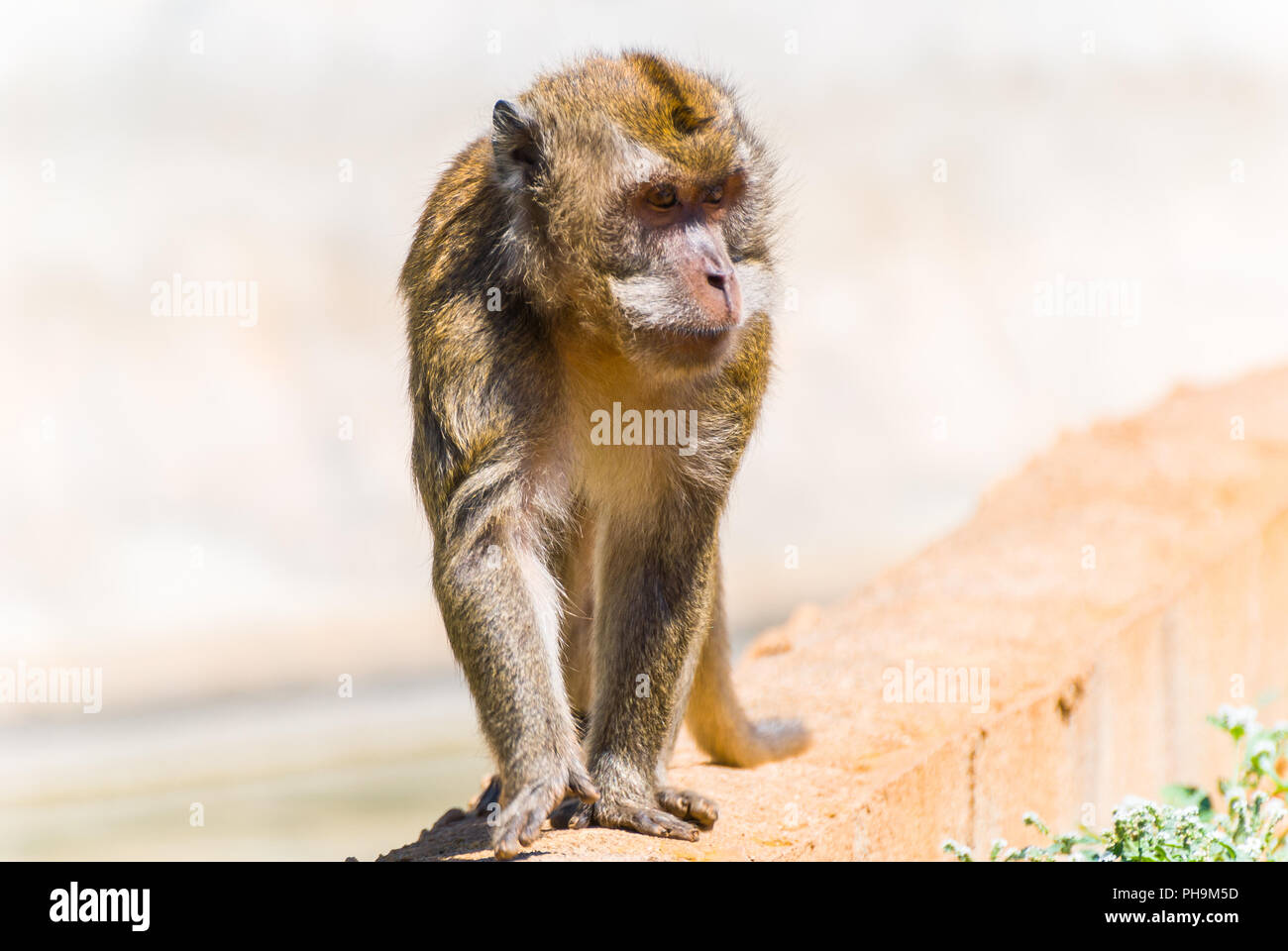 Little Monkey With Big Monkey High Resolution Stock Photography and ...