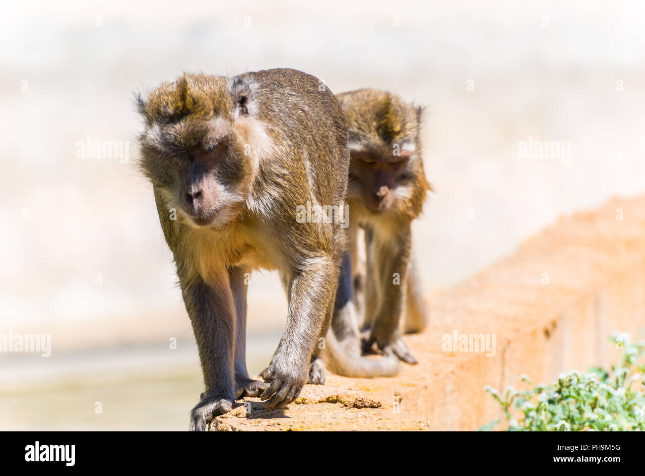 Little Monkey With Big Monkey High Resolution Stock Photography and ...