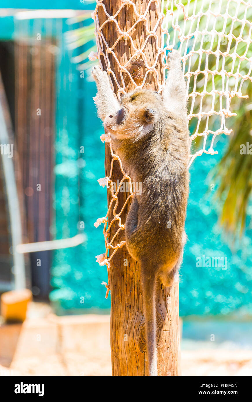 little monkey in the zoo Stock Photo - Alamy