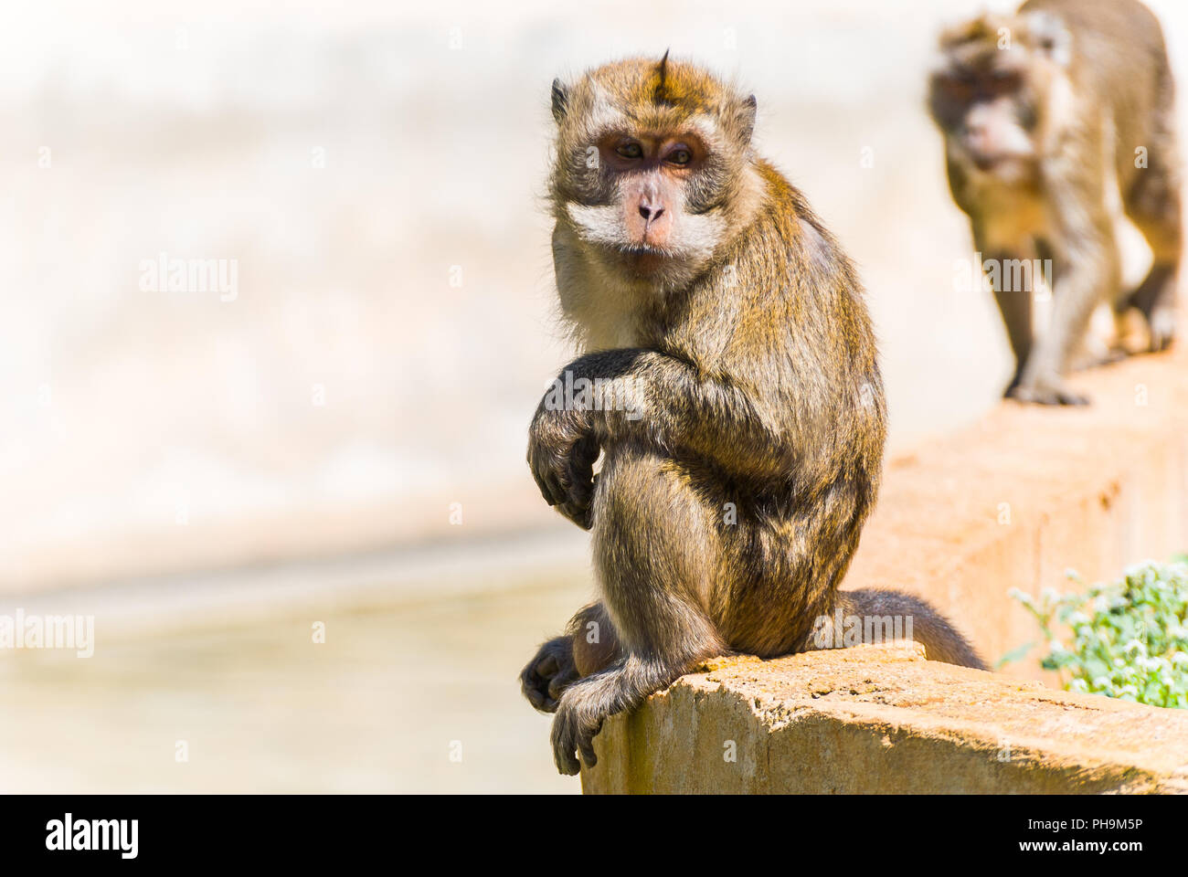 Little Monkey, Spain Stock Photo - Alamy