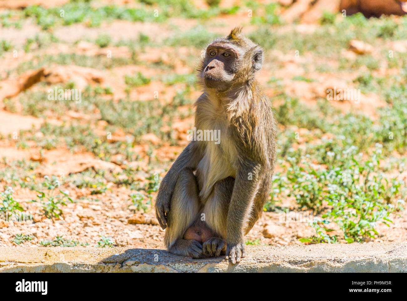 Little Monkey With Big Monkey High Resolution Stock Photography and ...