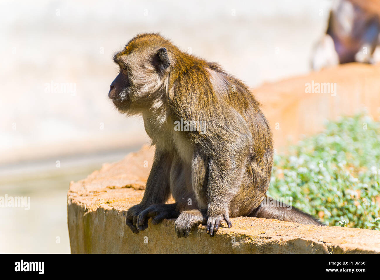 Little Monkey With Big Monkey High Resolution Stock Photography and ...