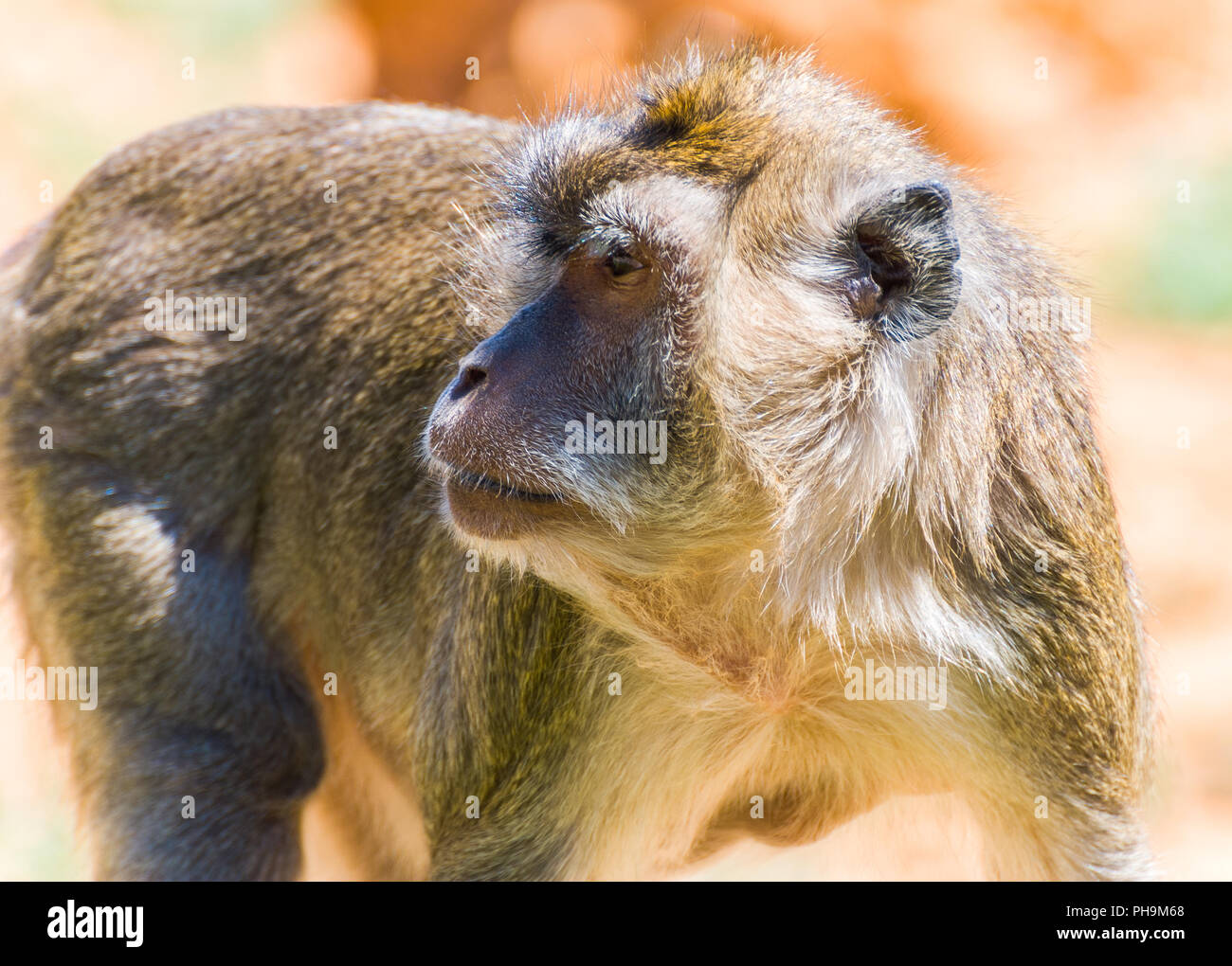 Little Monkey With Big Monkey High Resolution Stock Photography and ...