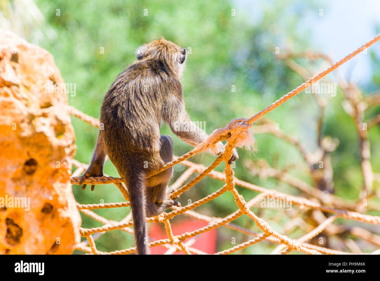 Little Monkey With Big Monkey High Resolution Stock Photography and ...