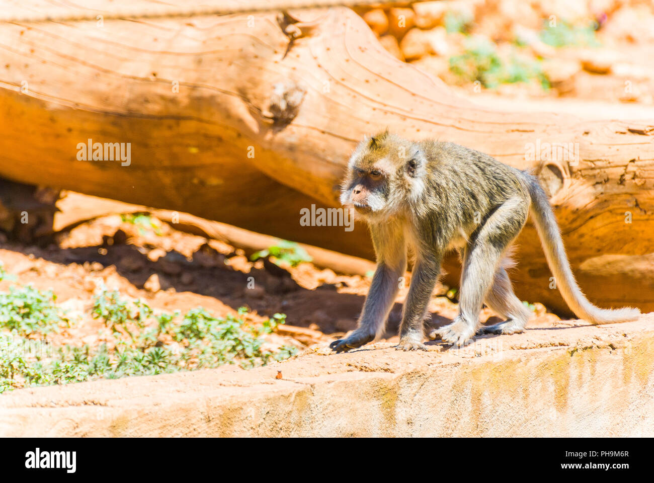 little monkey in the zoo Stock Photo - Alamy