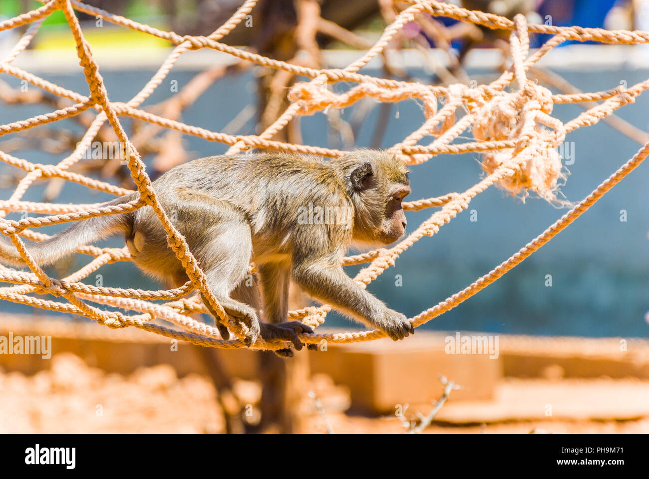 Little Monkey With Big Monkey High Resolution Stock Photography and ...