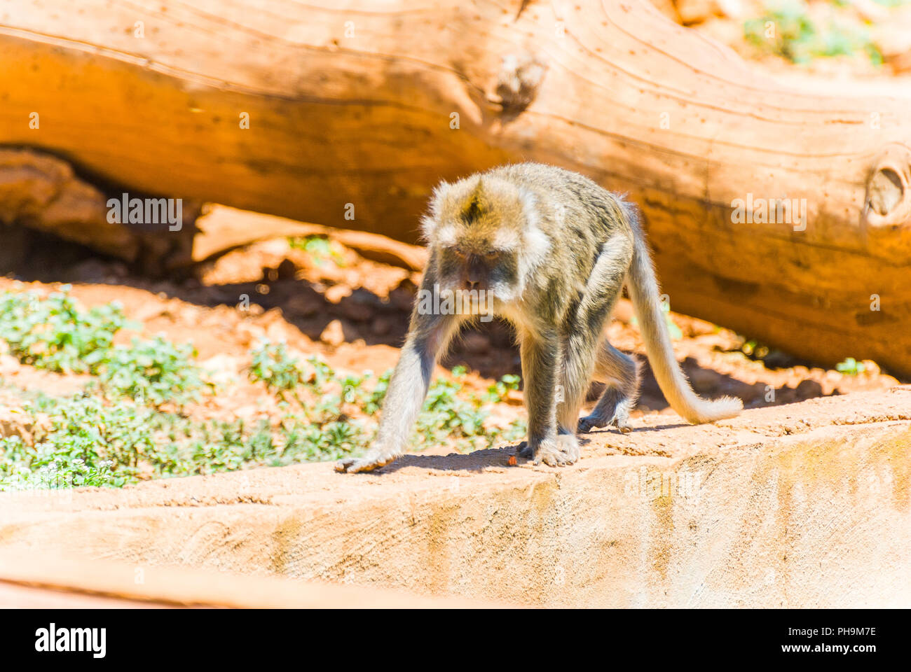 little monkey in the zoo Stock Photo - Alamy